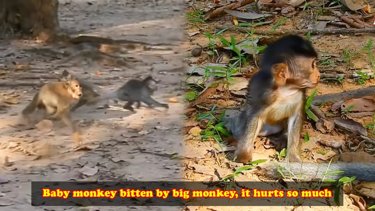 The mother monkey left the baby monkey alone, causing the baby monkey ...