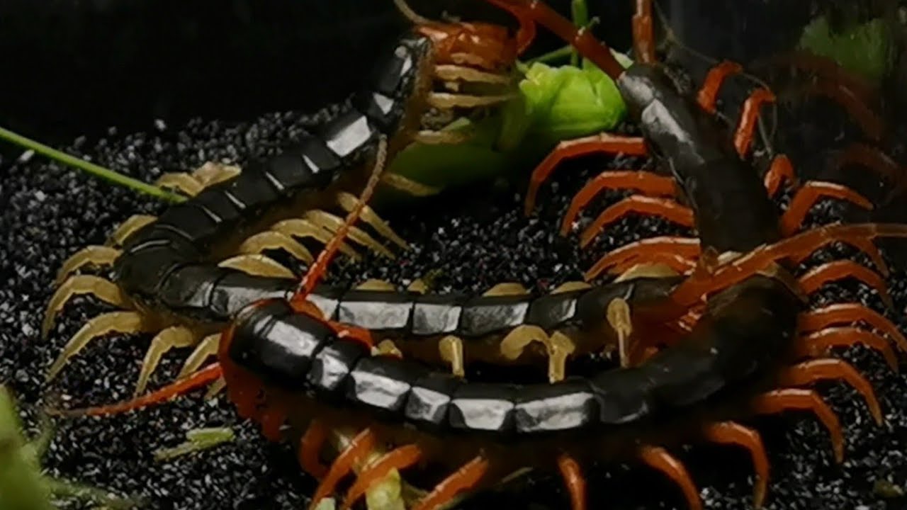 Hunting moment of Centipede - YouTube