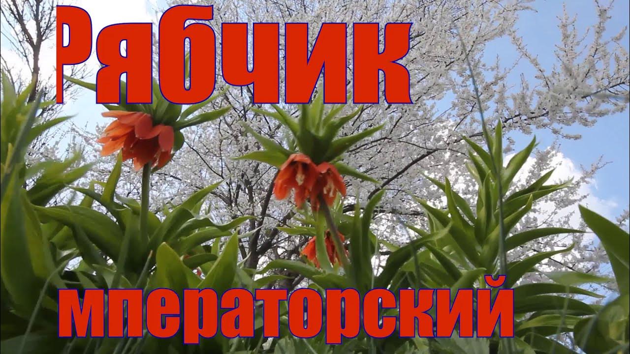 Рябчик императорский - зачем выкапывать его на лето... - YouTube