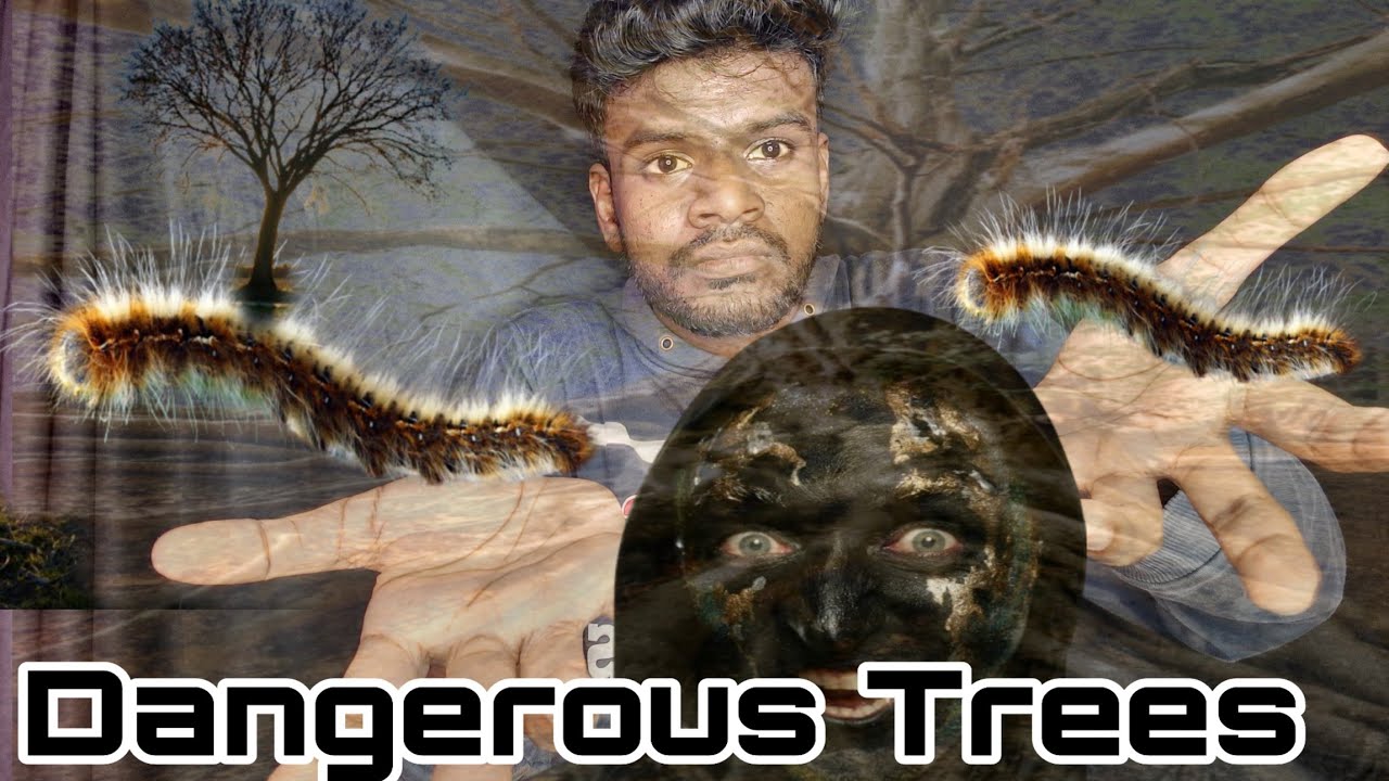உலகின் ஆபத்தான மரங்கள்|World's Most dangerous Trees| mystery of trees ...