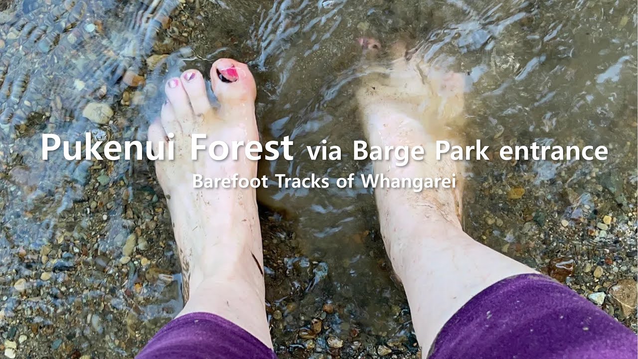 Barefoot Tracks of Whangarei: Pukenui Forest via Barge Park entrance ...