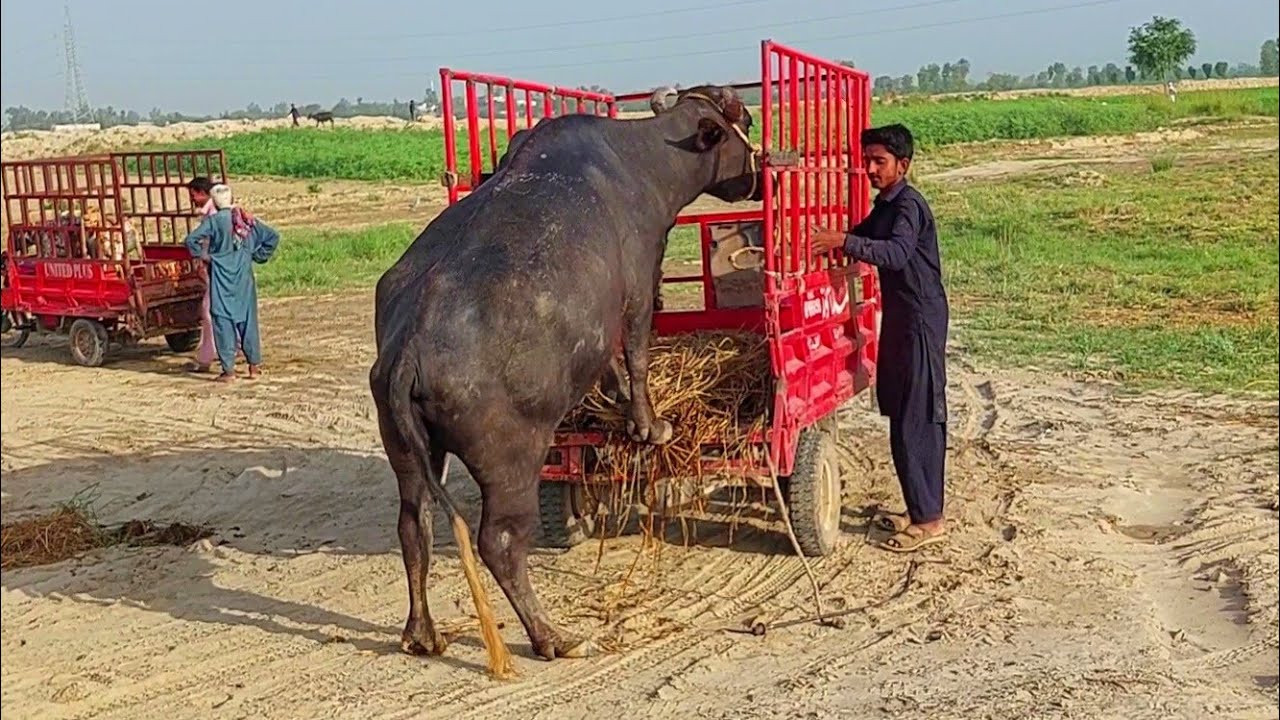 Buffalo Good Unloading// Msa cattle life - YouTube
