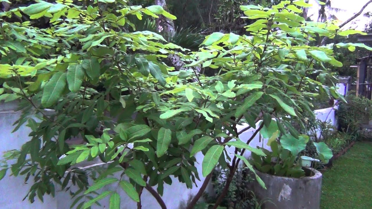 Tanam Pohon Lengkeng Diamond River (Longan var. Diamond River growing ...