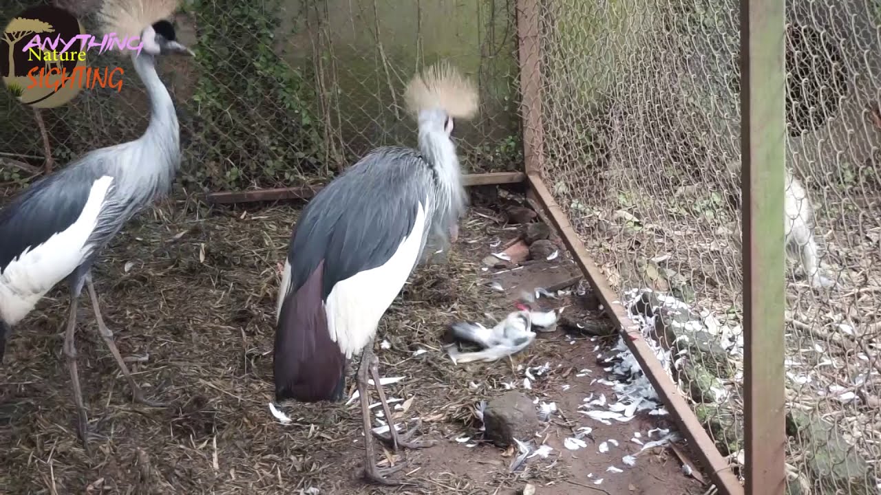 killer bird fight behavior:crested crane brutally kills pigeon,monkey ...