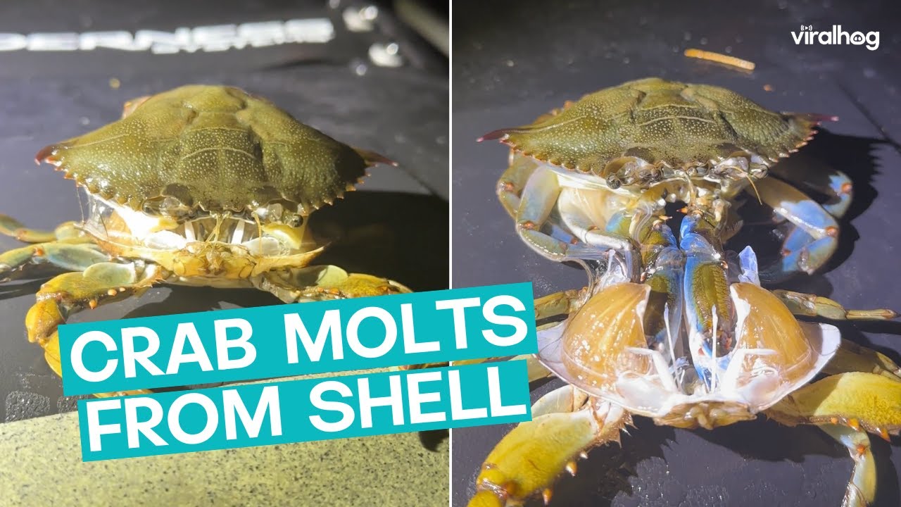 Crab Molts and Stretches into New Shell || ViralHog - YouTube