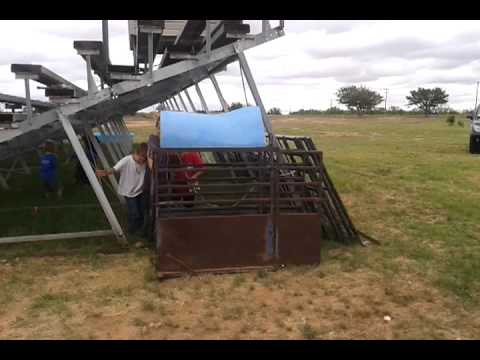 4 Bulls and 1 Cheetah coming out of the goat chute - YouTube