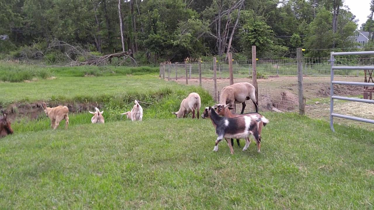 Pot belly pig grazing with the sheep and goats - YouTube