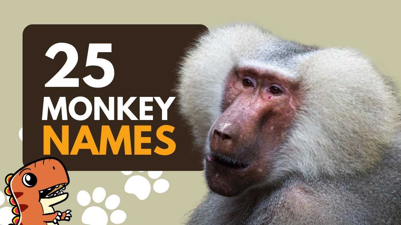 25 Monkey Names for Kids to Learn - Educational Video - YouTube