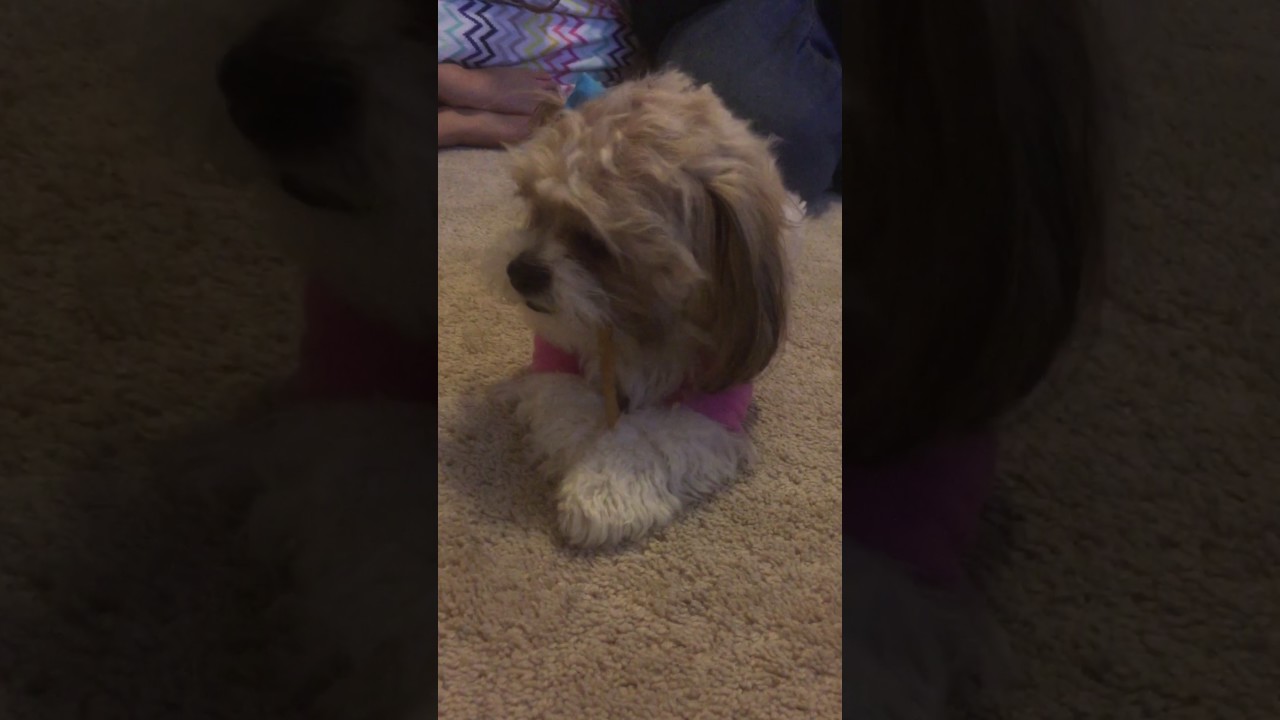 Moocy and her treat - YouTube