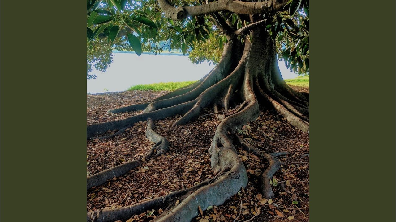Heavily Rooted! - YouTube