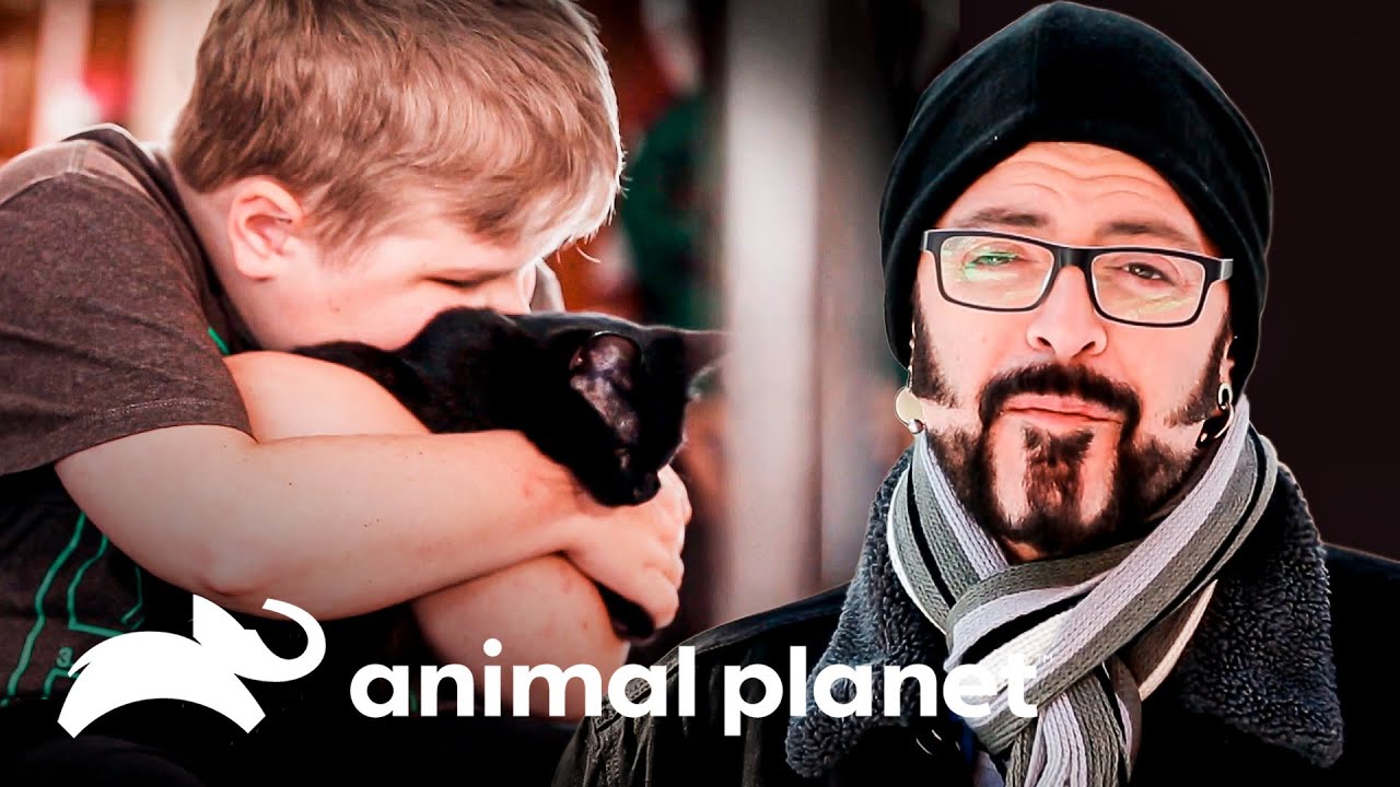 Una gatita adoptada está ocasionando conflictos en la familia | Mi gato ...