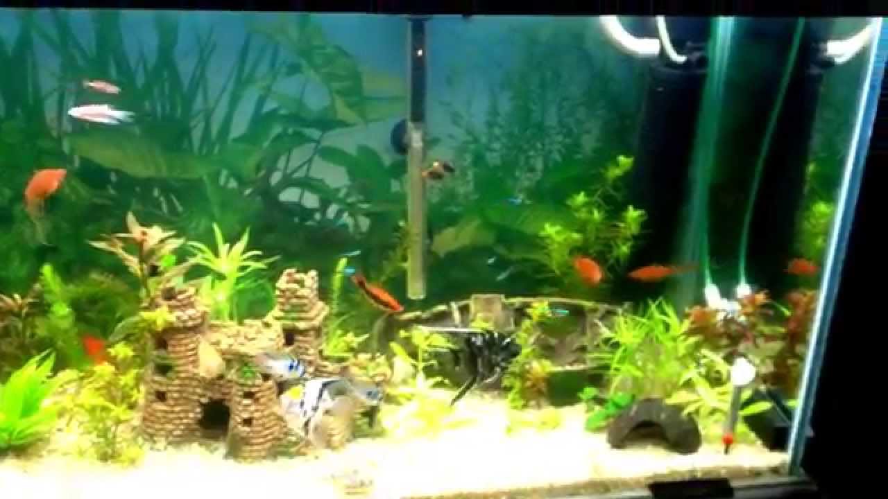 Acvariu 200 L Upgrade - YouTube