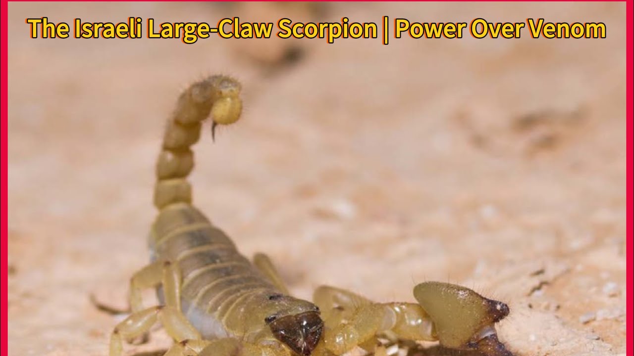 The Israeli Large-Claw Scorpion Explained | Power Over Venom - YouTube