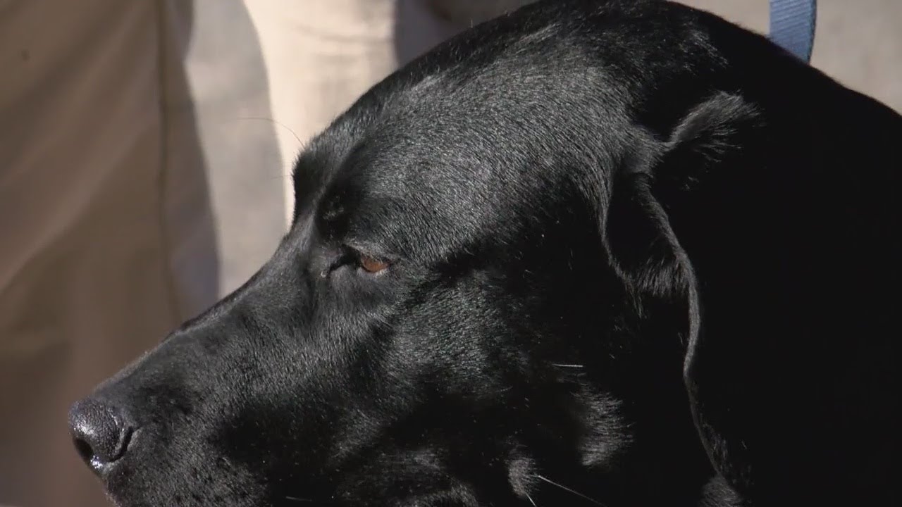 AFR's new K-9 trained to detect fire accelerants - YouTube