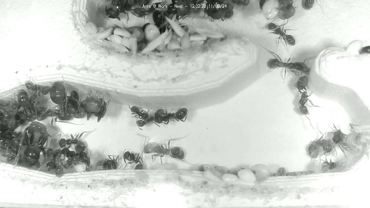 🔴 Ants at Work - Nest - Day 1478, Messor Barbarus Ants Live Webcam, Ant ...