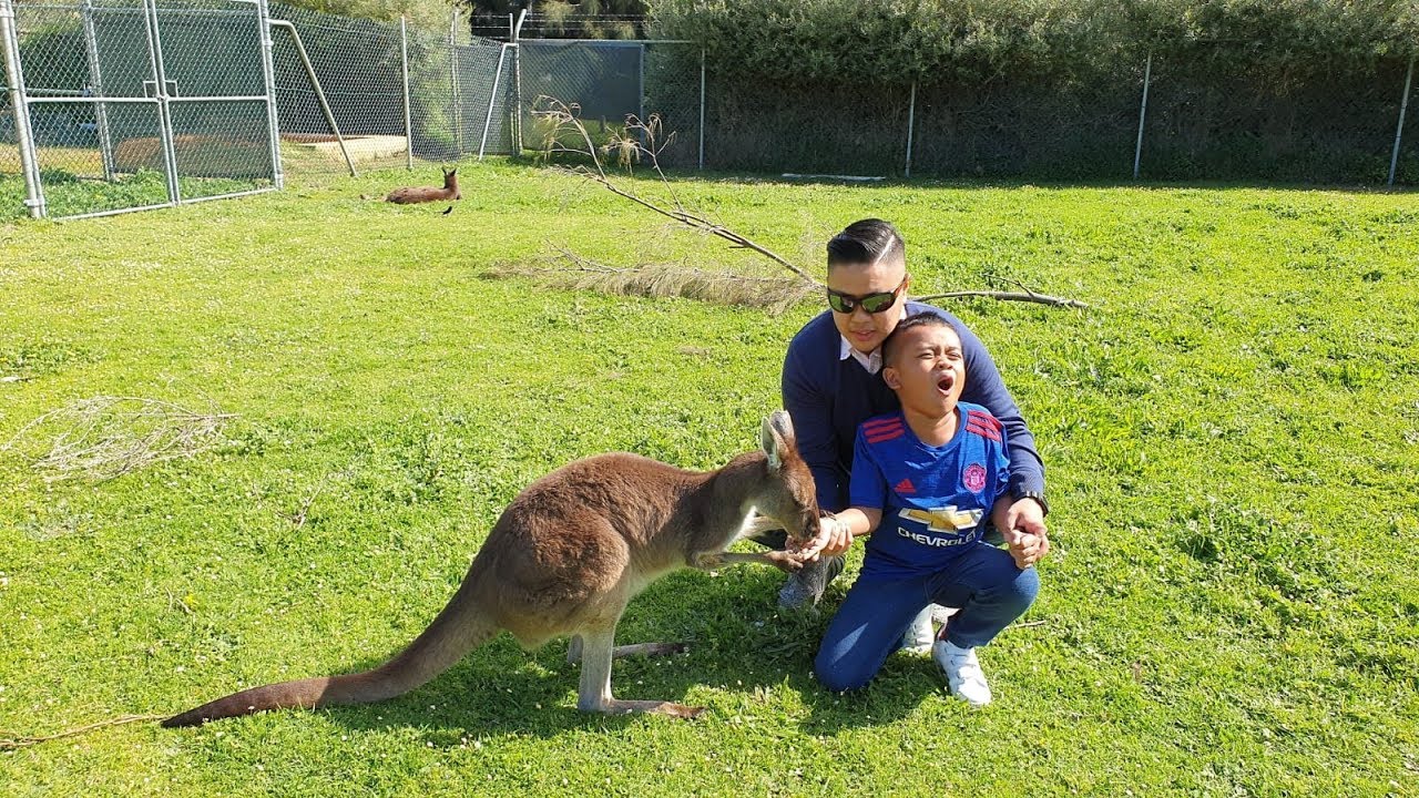 KID GOT BITTEN BY KANGAROO!! - YouTube