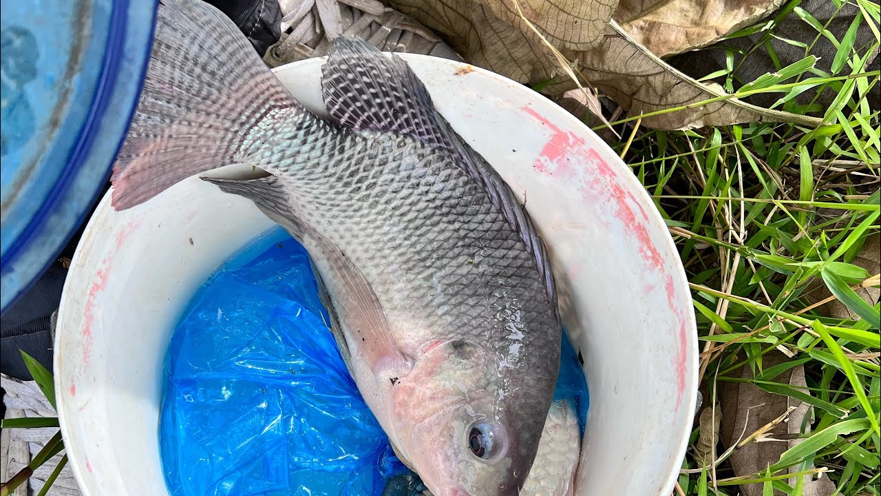 Mancing lampam guna umpan wayar kuning konpom tak kungpaw - YouTube