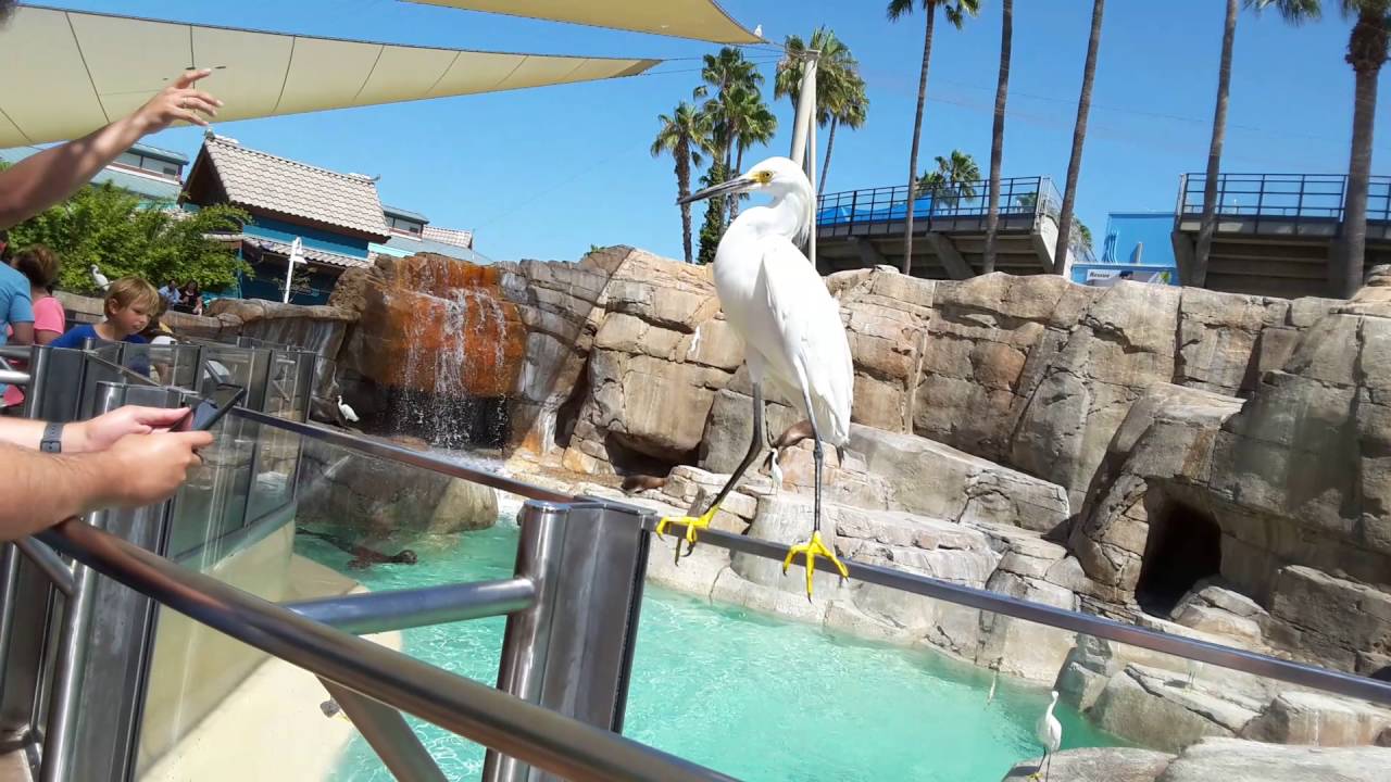 Seaworld bird gone wild - YouTube