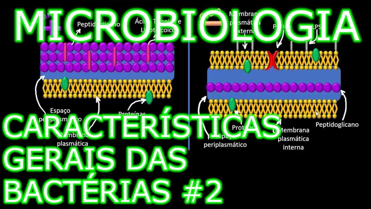 Aula: Microbiologia Médica #5 - Características Gerais das Bactérias #2 ...