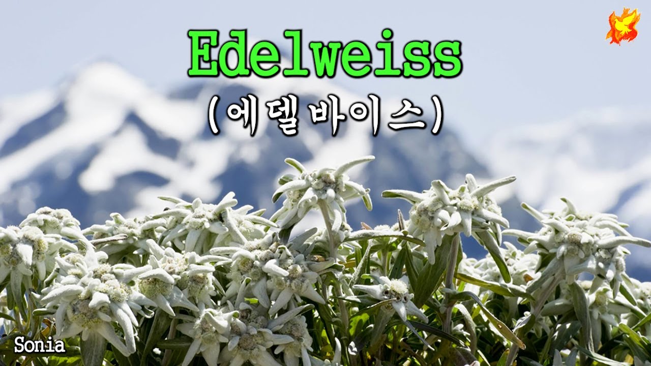 Edelweiss, with Lyrics. - (에델바이스), 영어 한글해석 - From Sound of Music Movie ...