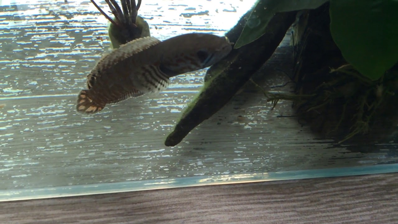 Rainbow snakehead feeding time - YouTube