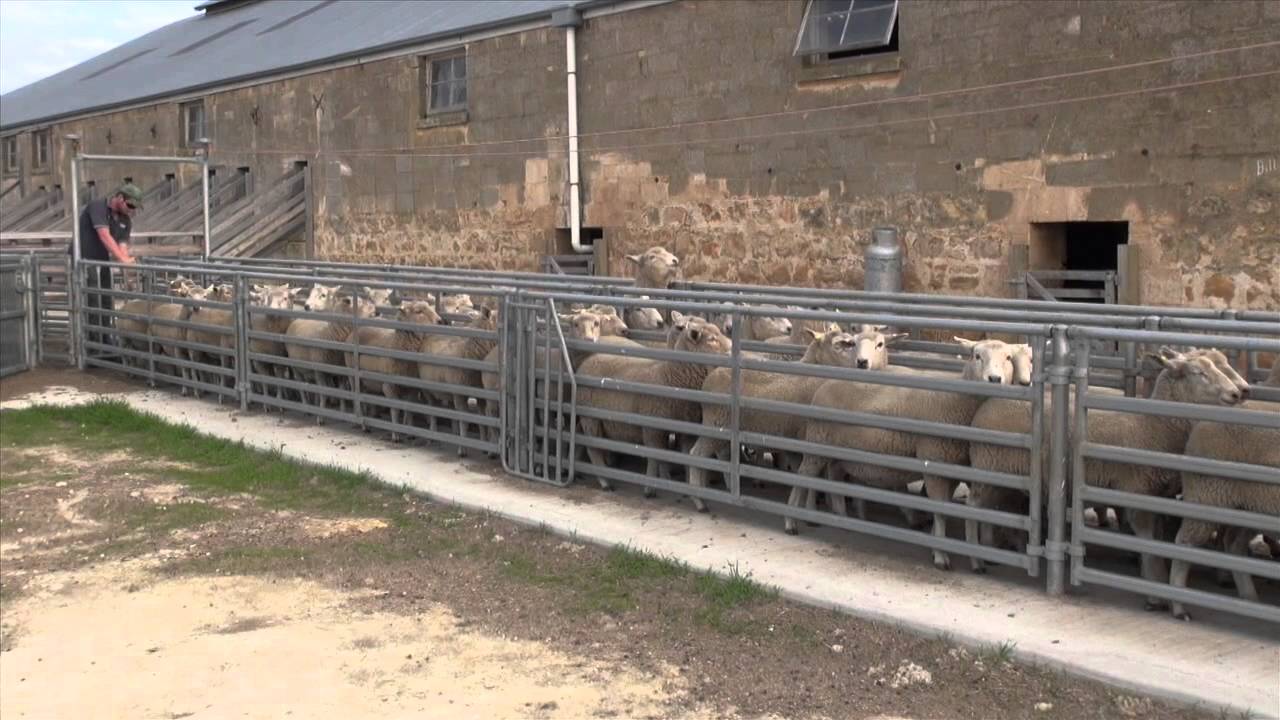 ProWay sheep yards - Mt Schanck, South Australia - YouTube
