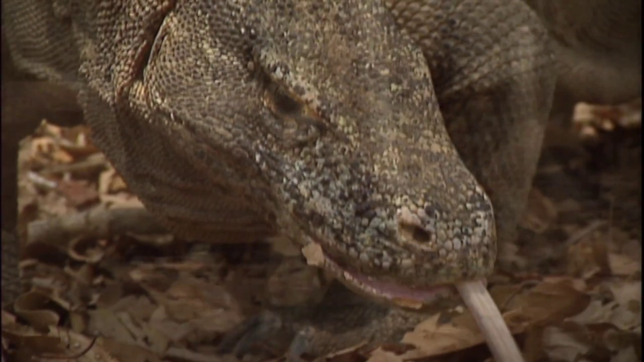 Megalania the Monster Lizard - YouTube