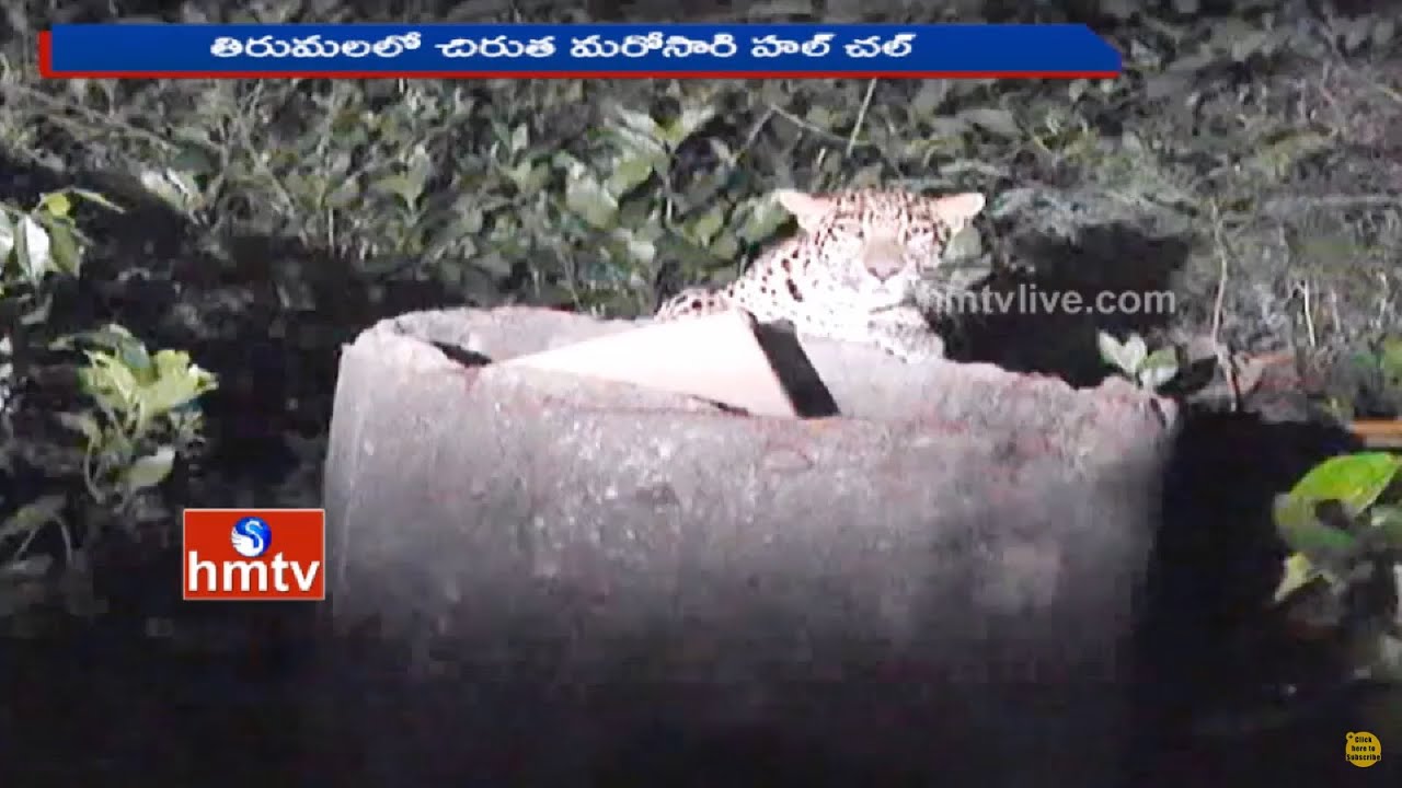 Leopard Wandering Near Balaji Nagar In Tirumala | Exclusive Visuals ...