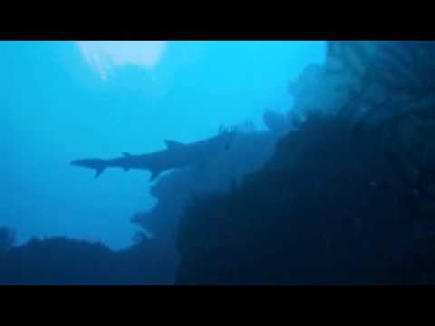 Snaggletooth shark - YouTube