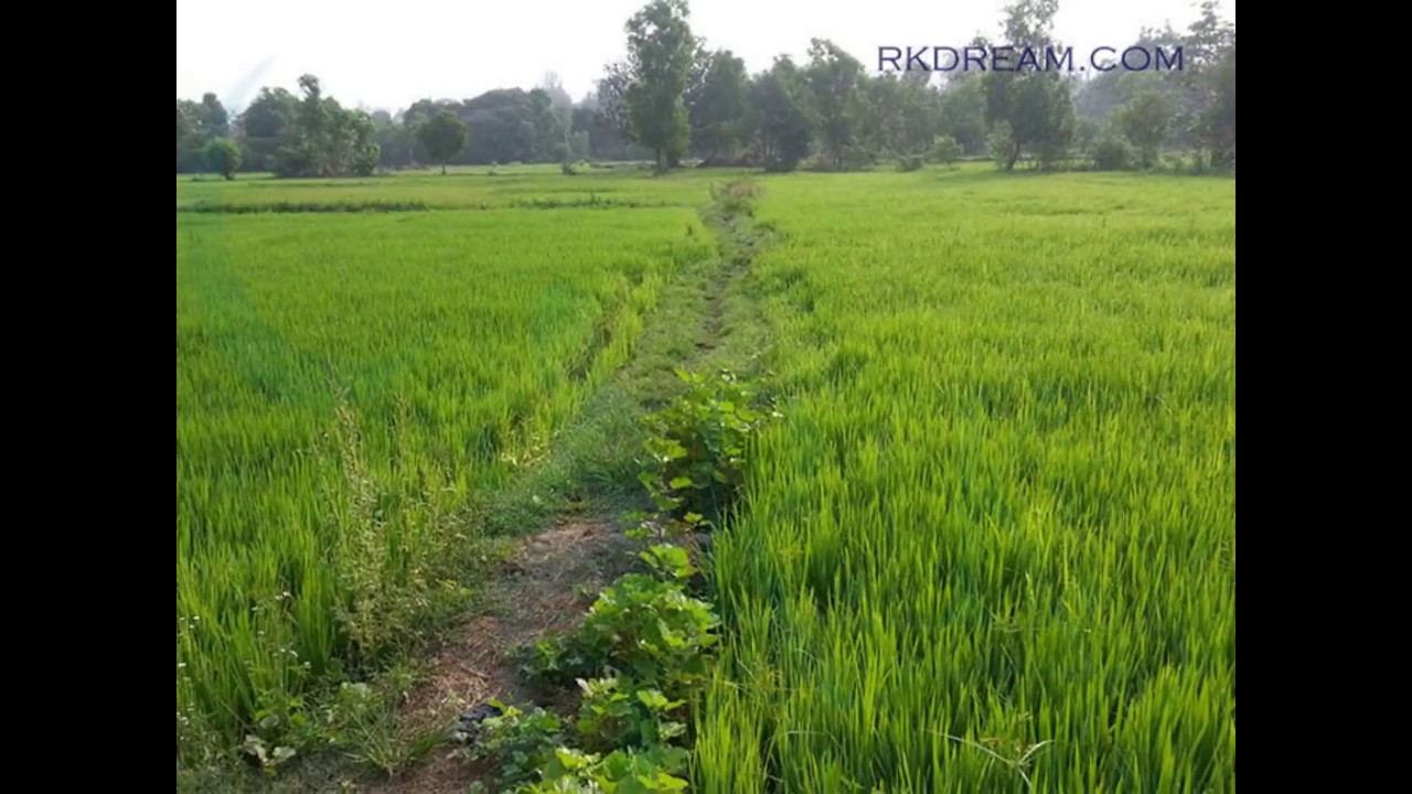 Agriculture Land Vasai - Film Shooting Locations in Vasai - YouTube