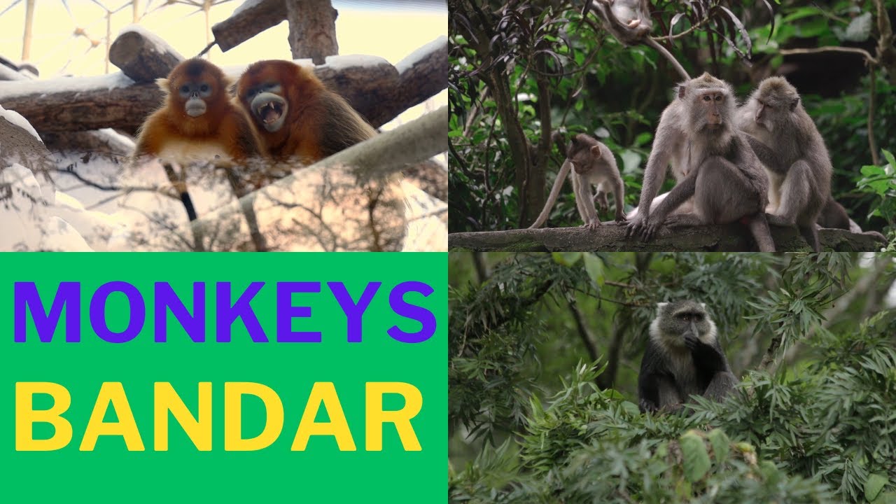 monkey |monkeys | Bappy Animal Pets | bappi animal | animals | animal ...
