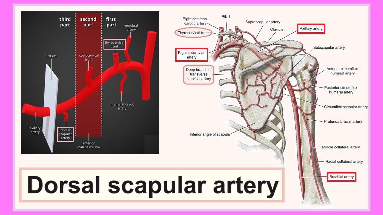 dorsal scapular artery - YouTube