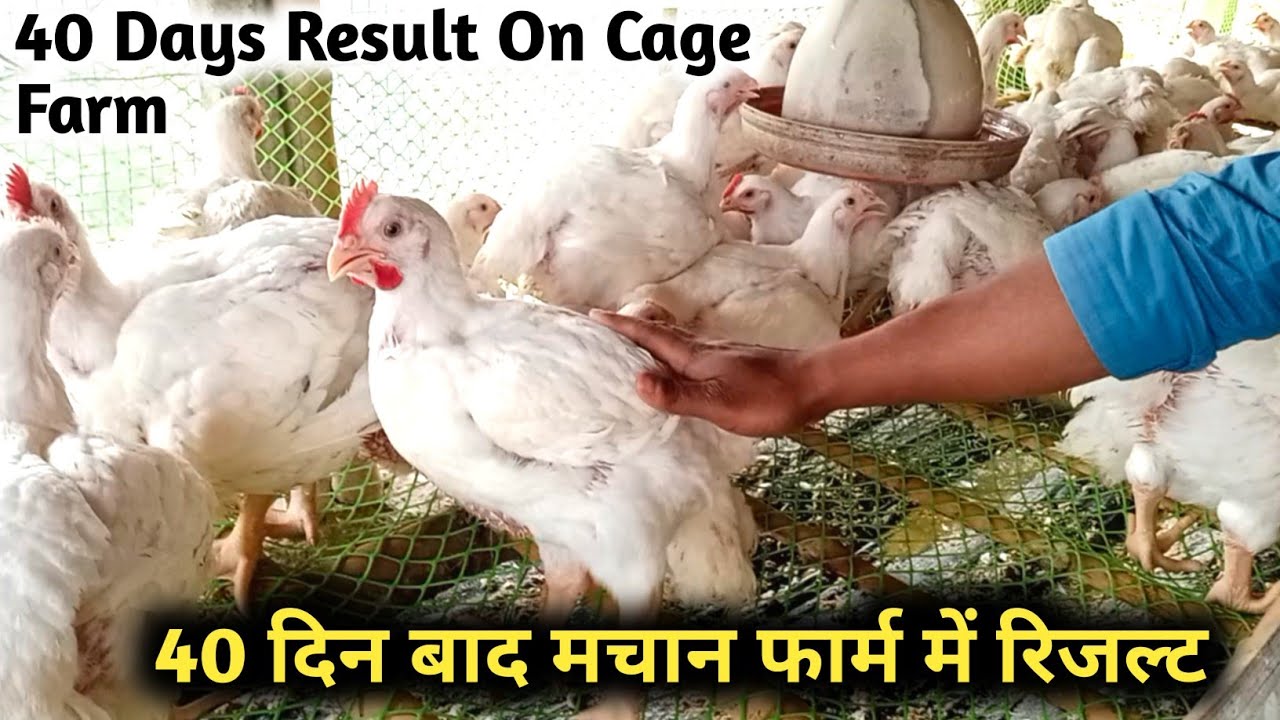 After 40 Days Result On Cage Farm || 40 दिन बाद मचान फार्म में रिजल्ट ...