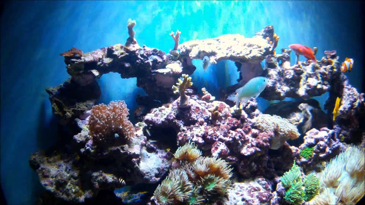 Fluval Osaka 260 - SPS / LPS Reef - 09.02.14 - YouTube