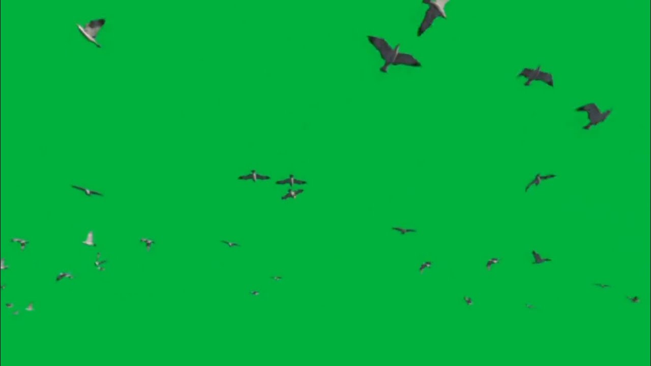 seagull flying green screen | birds green screen video | pigeon flying ...
