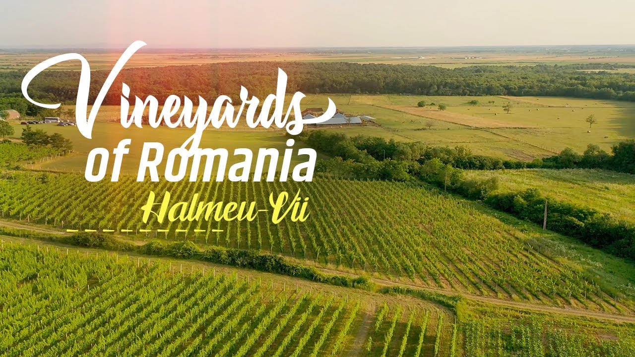 Vineyards of Romania - Halmeu-Vii - YouTube