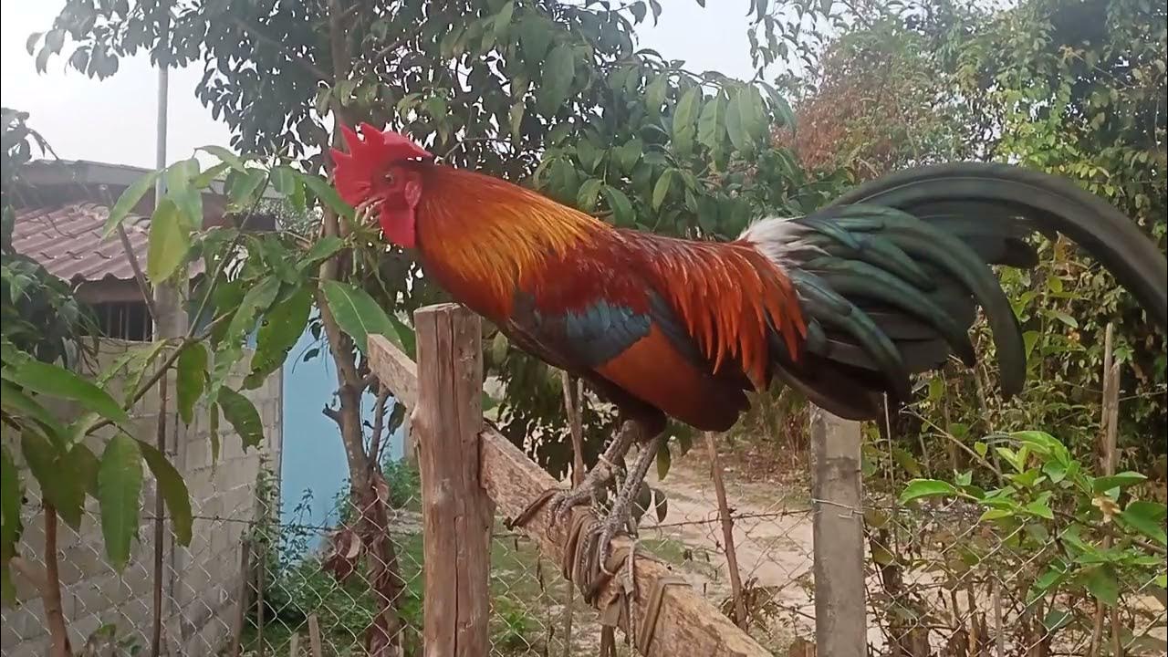 Saib qaib ua si nawb cob phooj ywg.18/3/2024 - YouTube