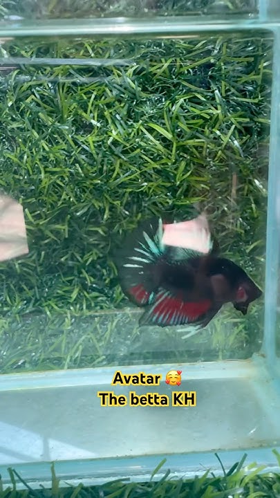 Avatar (The betta KH) - YouTube