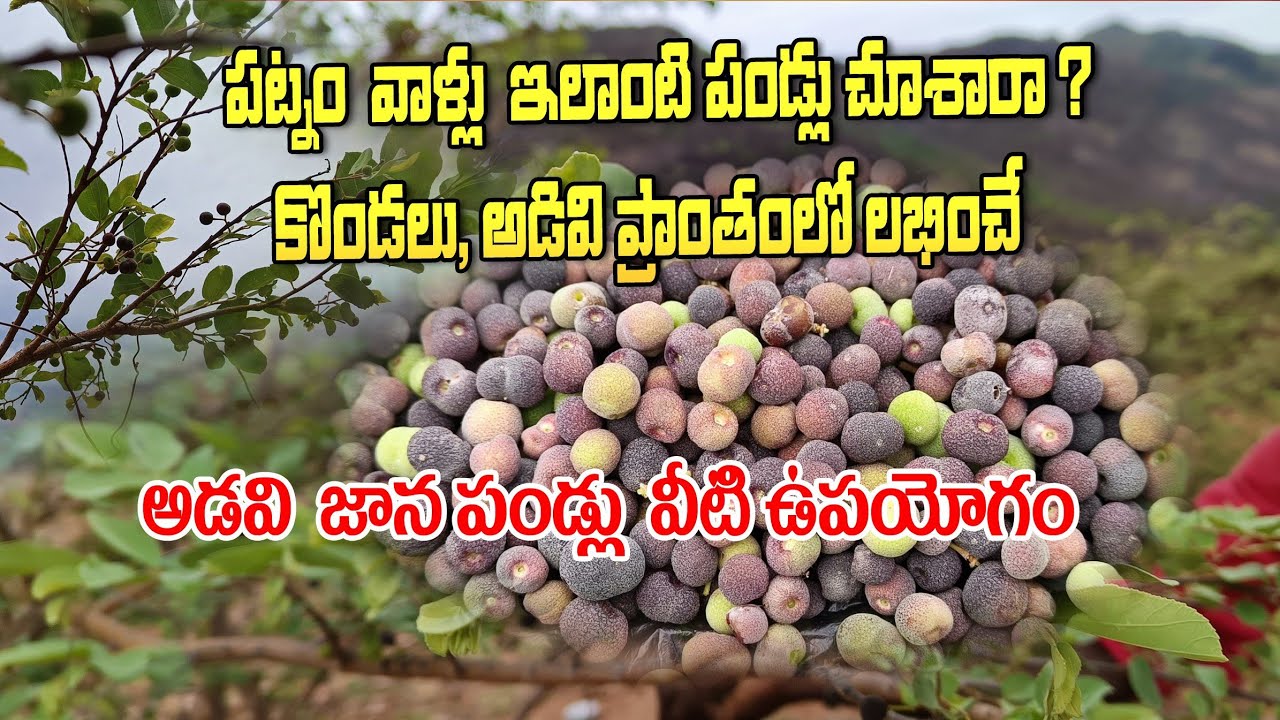 జాన పండ్లు కనిపిస్తే ఖచ్చితంగా తినండి || అడవి జాన పండ్ల లాభాలు || Jaana ...