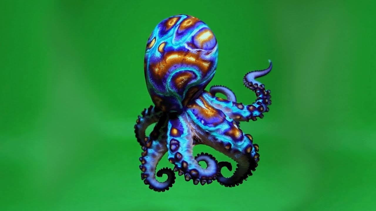 Colorful Octopus – Free Green Screen VFX Loop Animation - YouTube
