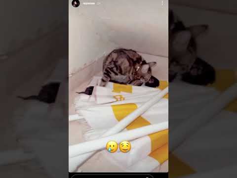 Reynmen'in Kedisi 5 Tane Yavru Doğurdu