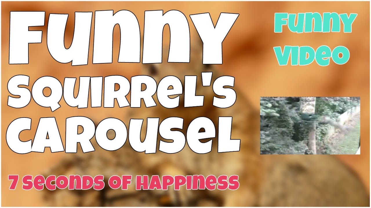Funny squirrel's carousel fail 🔸 7 second of happiness FUNNY Video 😂 ...