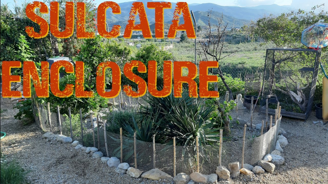 Creating A Sulcata Tortoise Habitat (Part 1) - YouTube