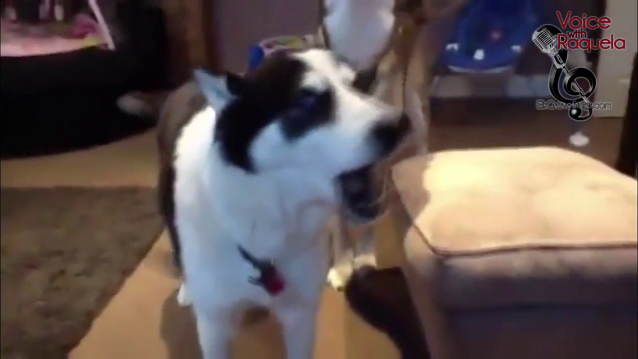 Dogs can sing too! Get ready to chuckle hard when you see and hear this ...