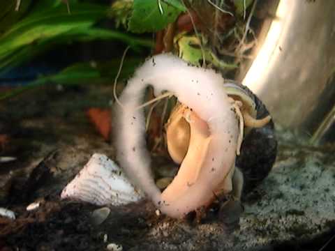 Apple Snails eating cucumber.MPG - YouTube