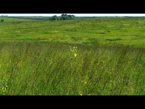 Iowa Prairie Restoration | Iowa Land and Sky