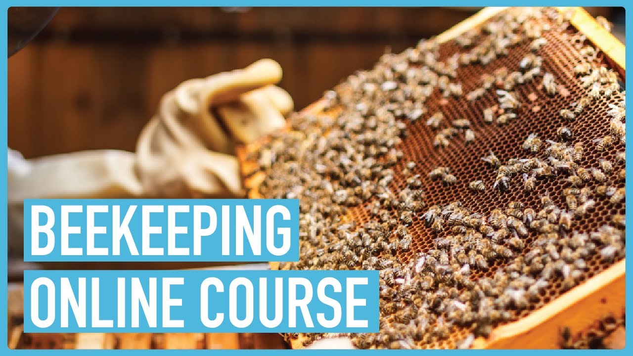 Beekeeping in Africa: How to Start and Grow a Thriving Apiary - Course ...