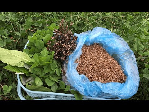 Семена подорожника, бутня ароматного в кулинарии. Песто из клевера ...