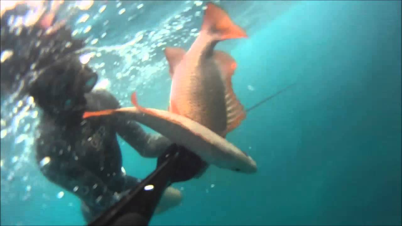 Spearfishing Australia "Southeast Queensland" - YouTube