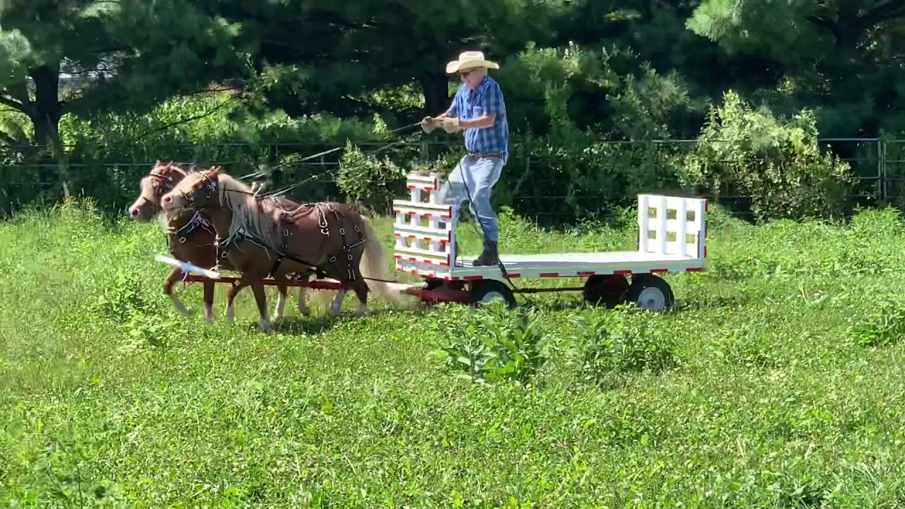 Sold Mn Nick & Nack pony driving Team - YouTube